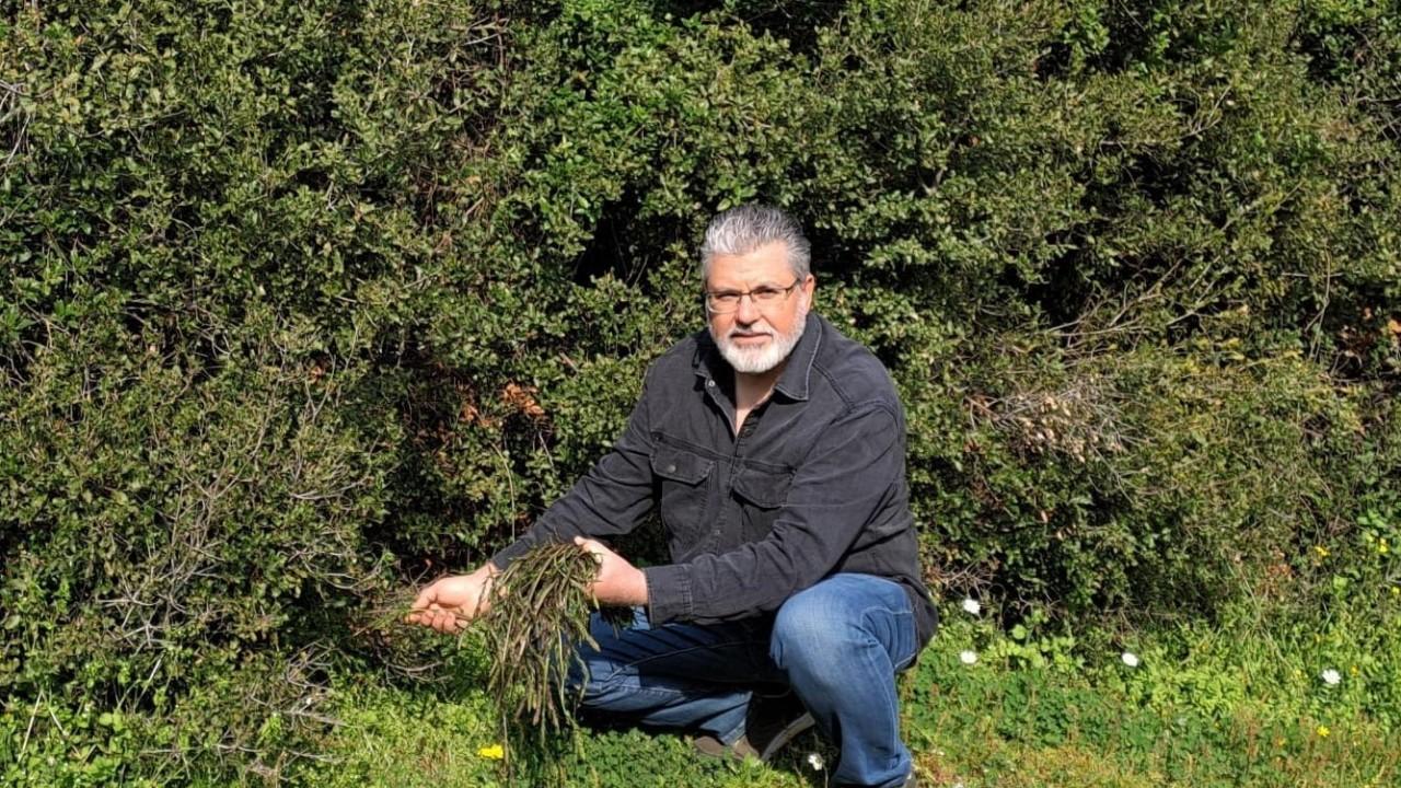 Sarmaşık ve kedirgen bitkisi, yara iyileştirme özelliği sayesinde ...