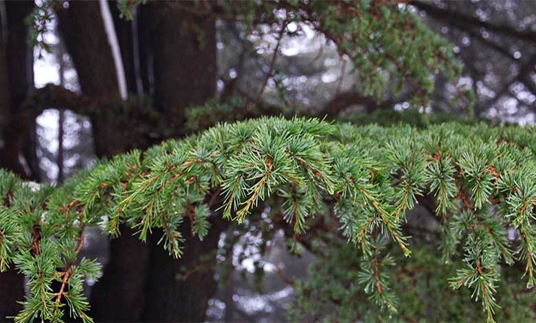 Sedir Ağacı Özellikleri